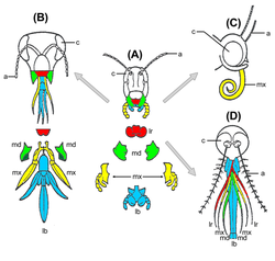 biologia: La anatomia de un insecto