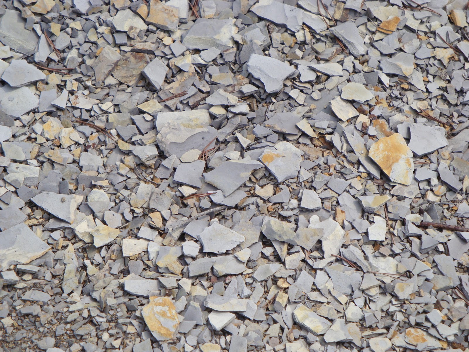 Learning Cincinnati Geology: October 12, 2010 Field Trip