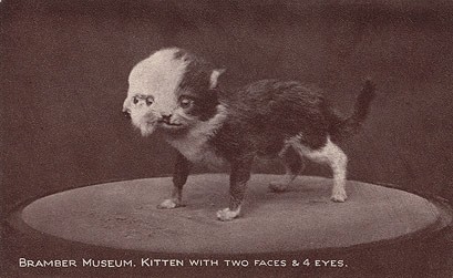 Bad Habits: Barnyard Freak