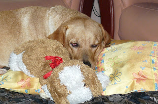 Pawprints in the Sands of Time: Story of a LITTLE LABRA PRINCESS