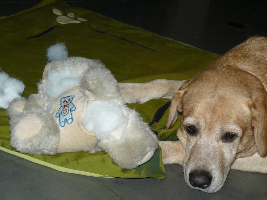 Pawprints in the Sands of Time: Story of a LITTLE LABRA PRINCESS