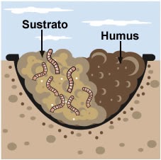 Biología del Suelo: Humus