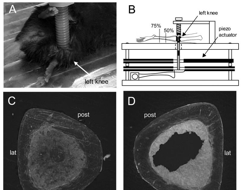 The Quest for Height: Grow Taller | Increase Height | Bone Size: Grow ...