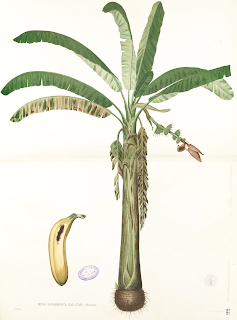 Musa Paradisiaca: Musa Paradisíaca, musa sapientium - Banana.