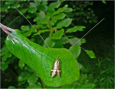 Durham University Biodiversity Survey: Long-horn moth