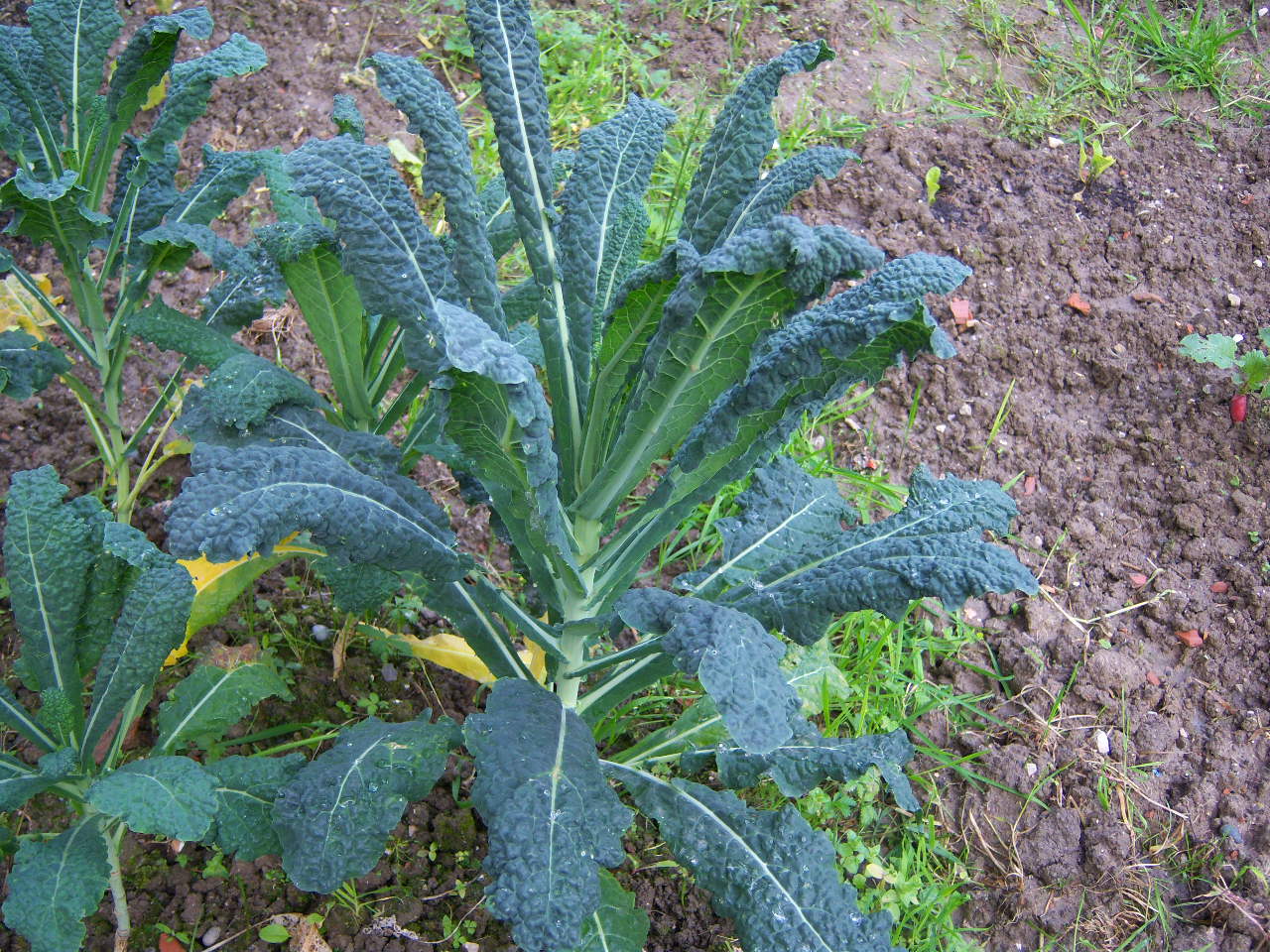 Il taccuino dell'ortolano: Ortaggi antichi. Il cavolo nero di Toscana.