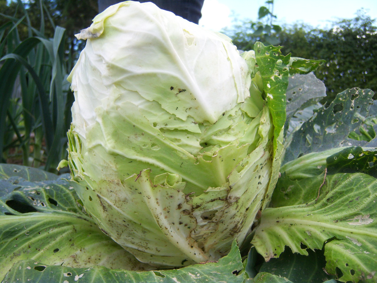 Il taccuino dell'ortolano: Le varietà insolite. Il cavolo cappuccio ...