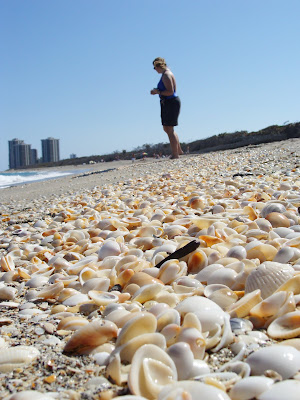 Coastal Creations & Design: Sea Shell Hunting at John D.MacArthur Beach ...