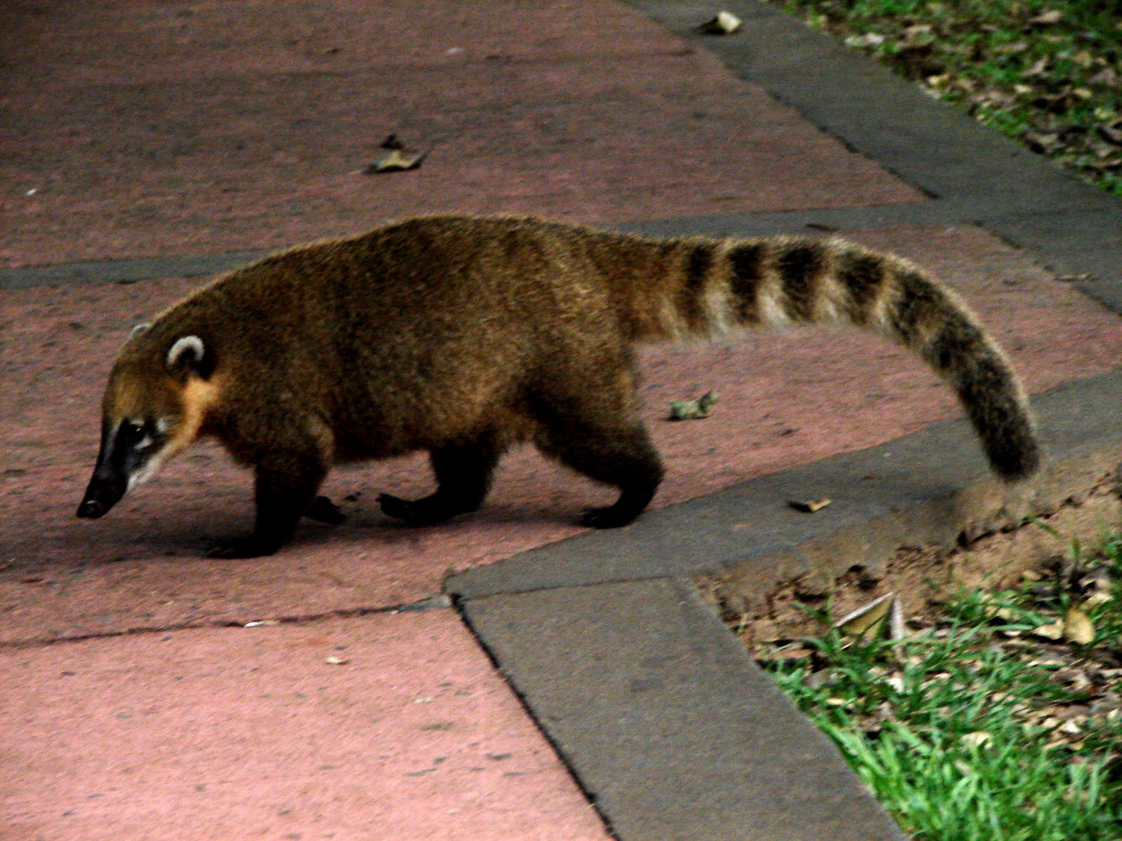 Living in Buenos Aires: Cataratas del Iguazú