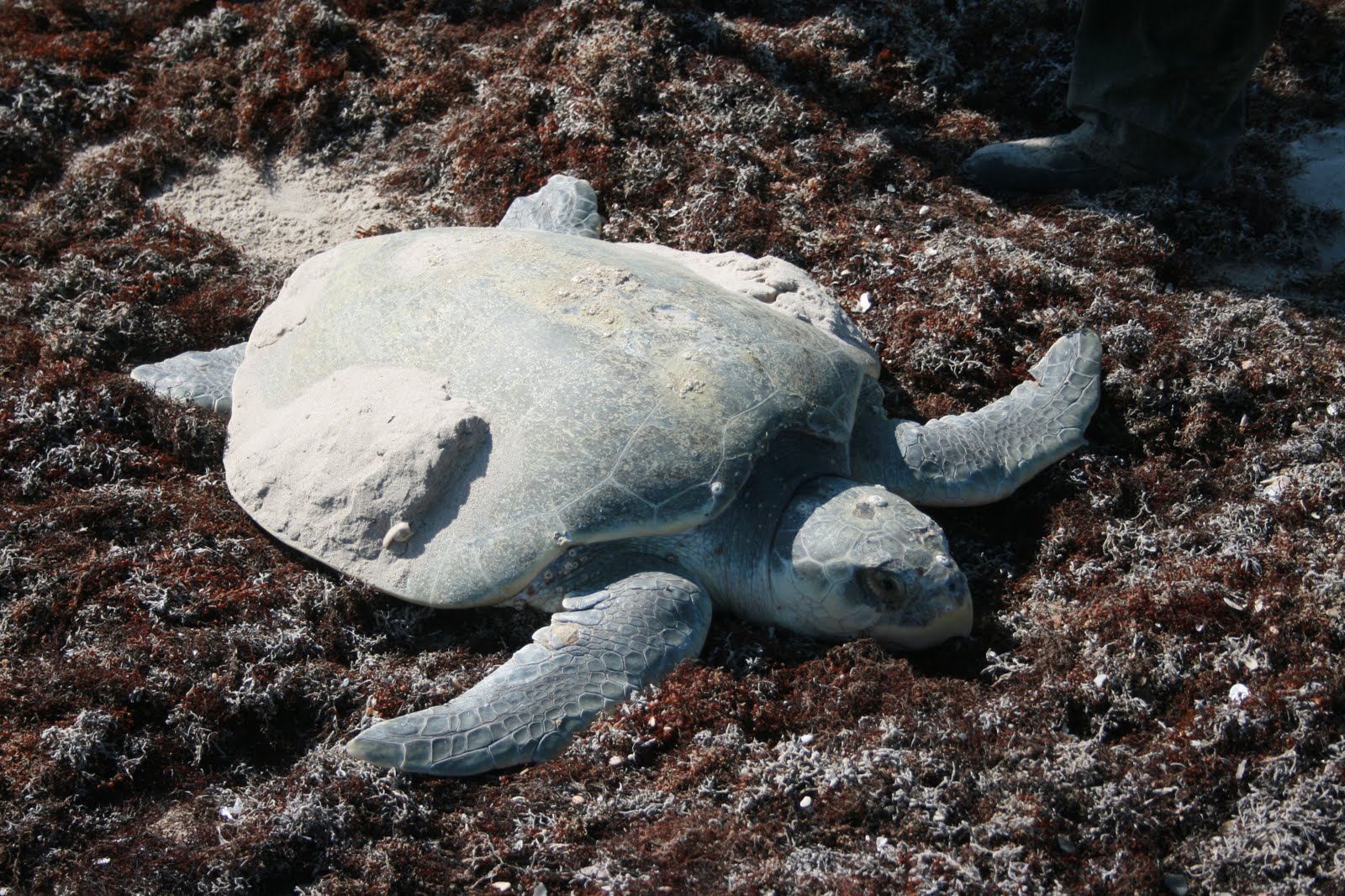 Crude Survival: Scientists Encounter Rare Turtle During Research Trip