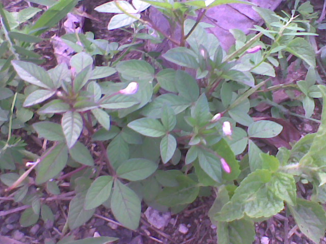 My Gallery: Pokok Maman