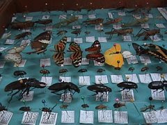 LOS TAXÓNOMOS: TIPOS DE PUPAS ESTUDIADAS EN CLASE