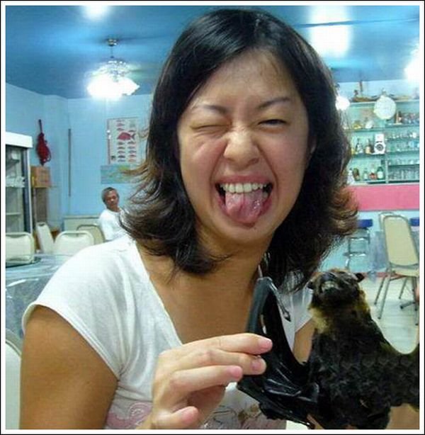 animals world: Delicious Bat Soup Amazing Yuck Pictures | Delicious Bat ...
