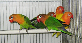 Inseparabili AgapornisTropical Birds - Pappagallini - Inseparabili ...