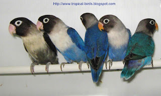 Inseparabili AgapornisTropical Birds - Pappagallini - Inseparabili ...