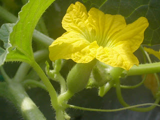 AKM TANI (Kedai kelengkapan FERTIGASI, hidroponik dsb): Kawin bunga melon