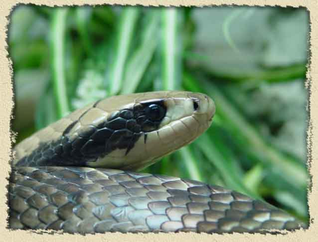 SNAKES: False Water Cobra