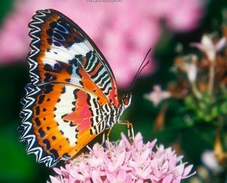 Minti intunecate: Fluture