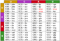 Biology - PreAP Biology: Transcription & Translation
