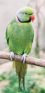 Birdwatch Magazine: Echo Parakeet saved from fate of the Dodo in Mauritius