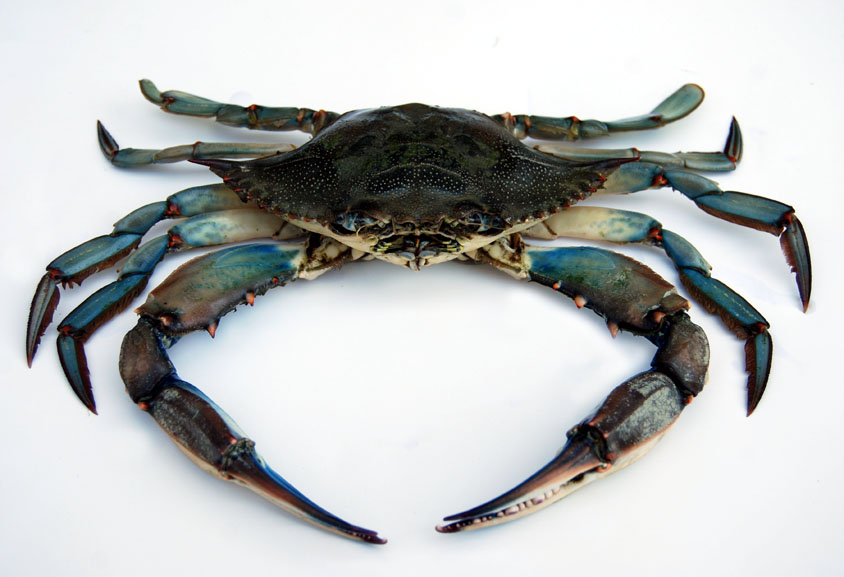 LA BASTIA: Callinectes sapidus