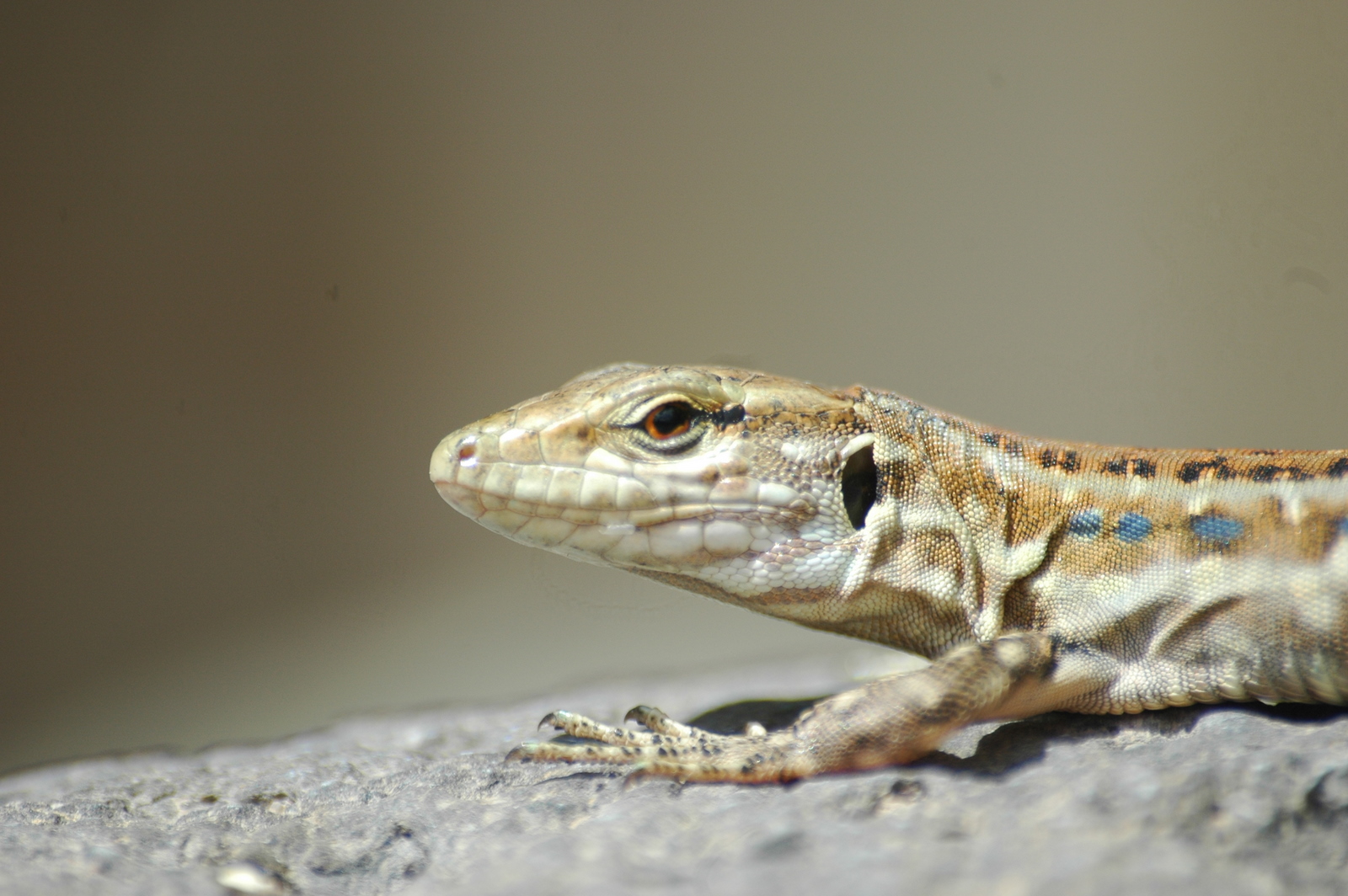 Guide to Tenerife: WildLife on Tenerife