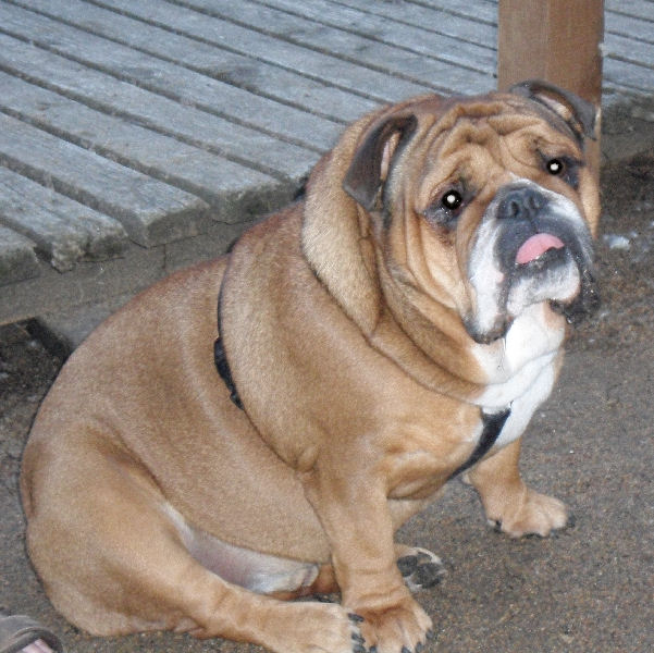 Puppy Gal's English Bulldogs: Mr. Grumpy (English bulldog from Puppy Gal)