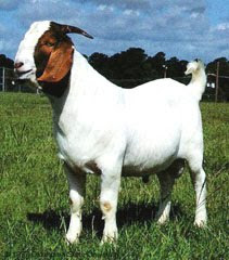 PRODUCCION AGROPECUARIA: PRODUCCION CAPRINA