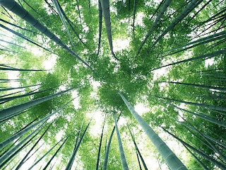 Larys Carneiro: Lição do Bambu Chinês