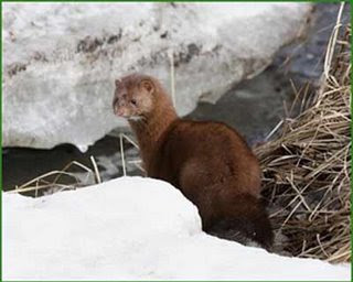 canada mink