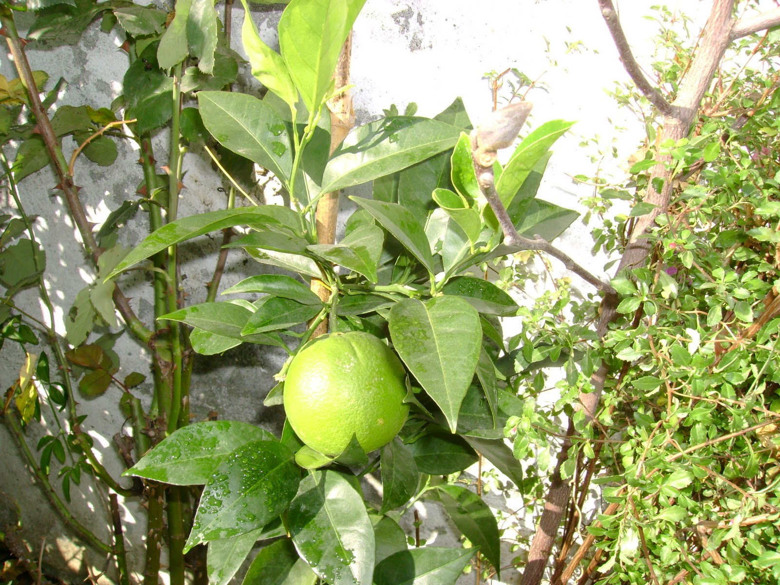 Javi`s Garden: .-Naranjo.-