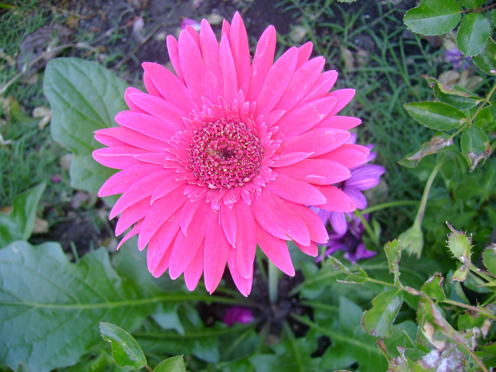 Javi`s Garden: .-Gerbera.-