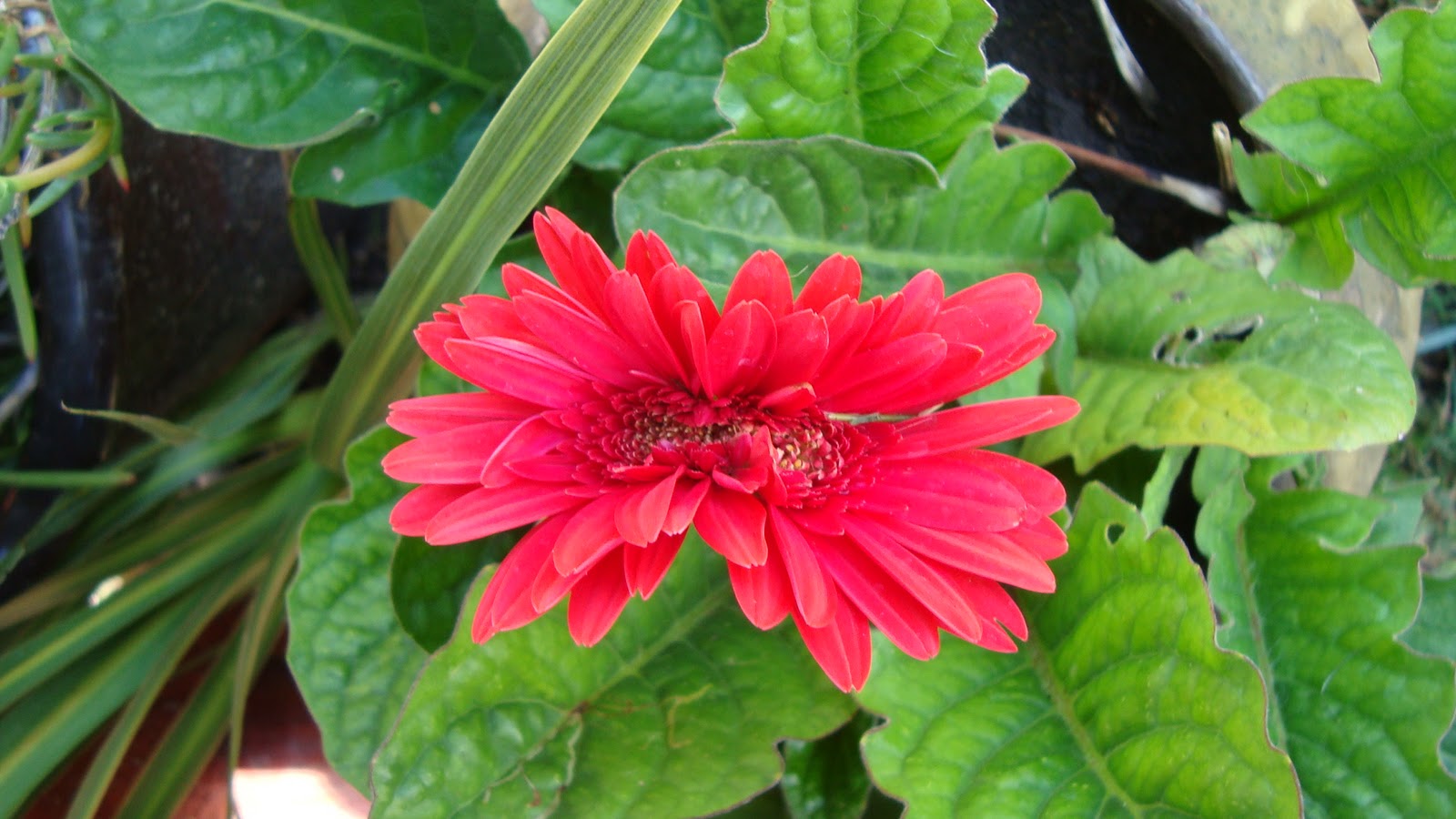 Javi`s Garden: .-Gerbera.-