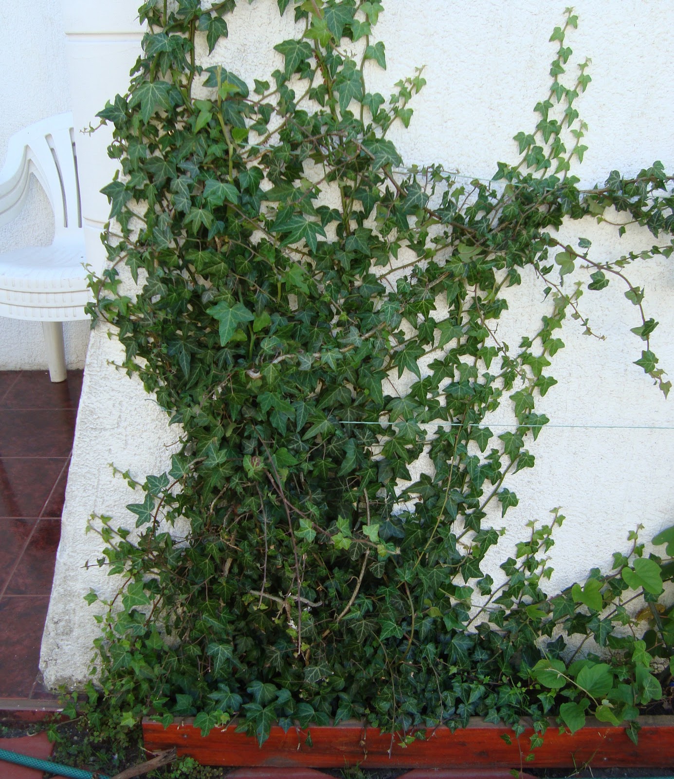 Javi`s Garden: .-Enredaderas.-