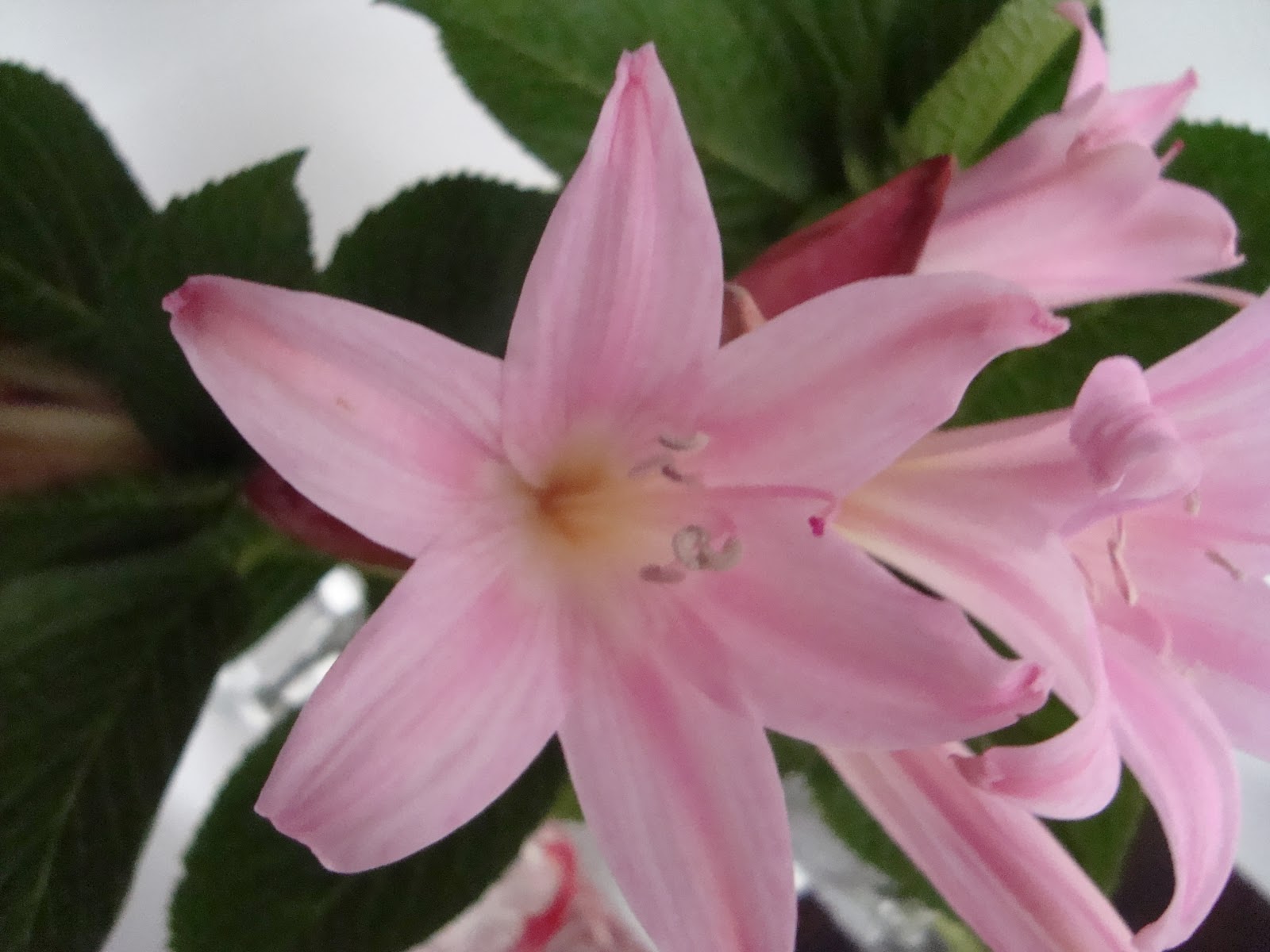 Javi`s Garden: .-Azucenas.-