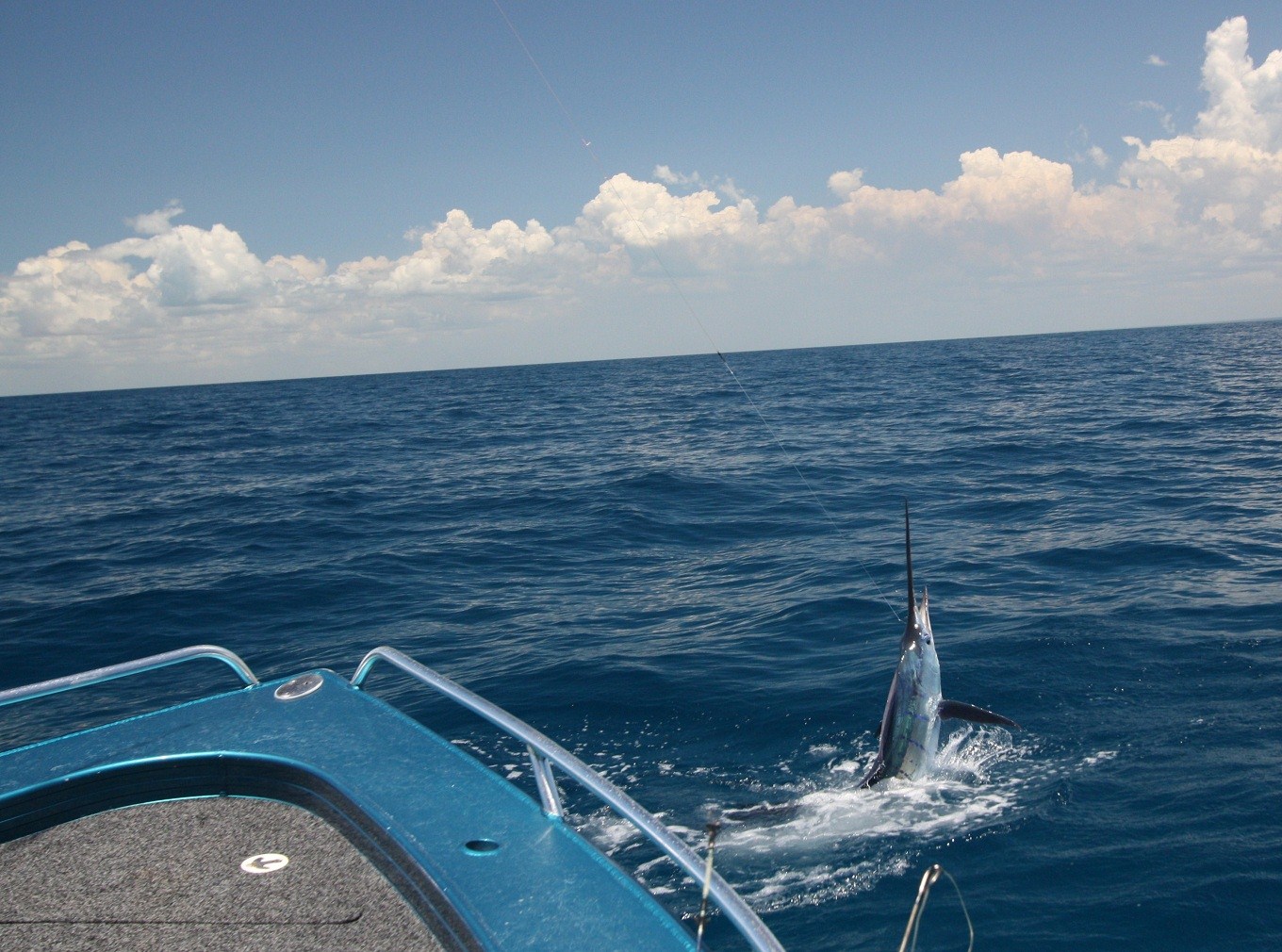 Weipa Sports Fishing: Crazy Sailfish Action
