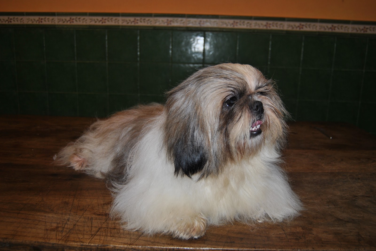 Cachorros de ....: -MACHO SHIT TZU-