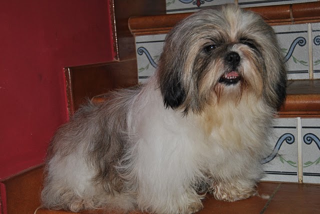 Cachorros de ....: -MACHO SHIT TZU-