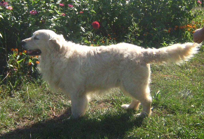 Cachorros de ....: -MACHO GOLDEN RETRIEVER-