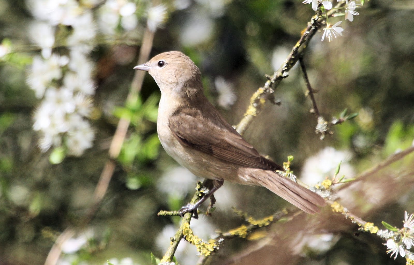 Birding with Flowers: Say Goodbye to the Nightingale