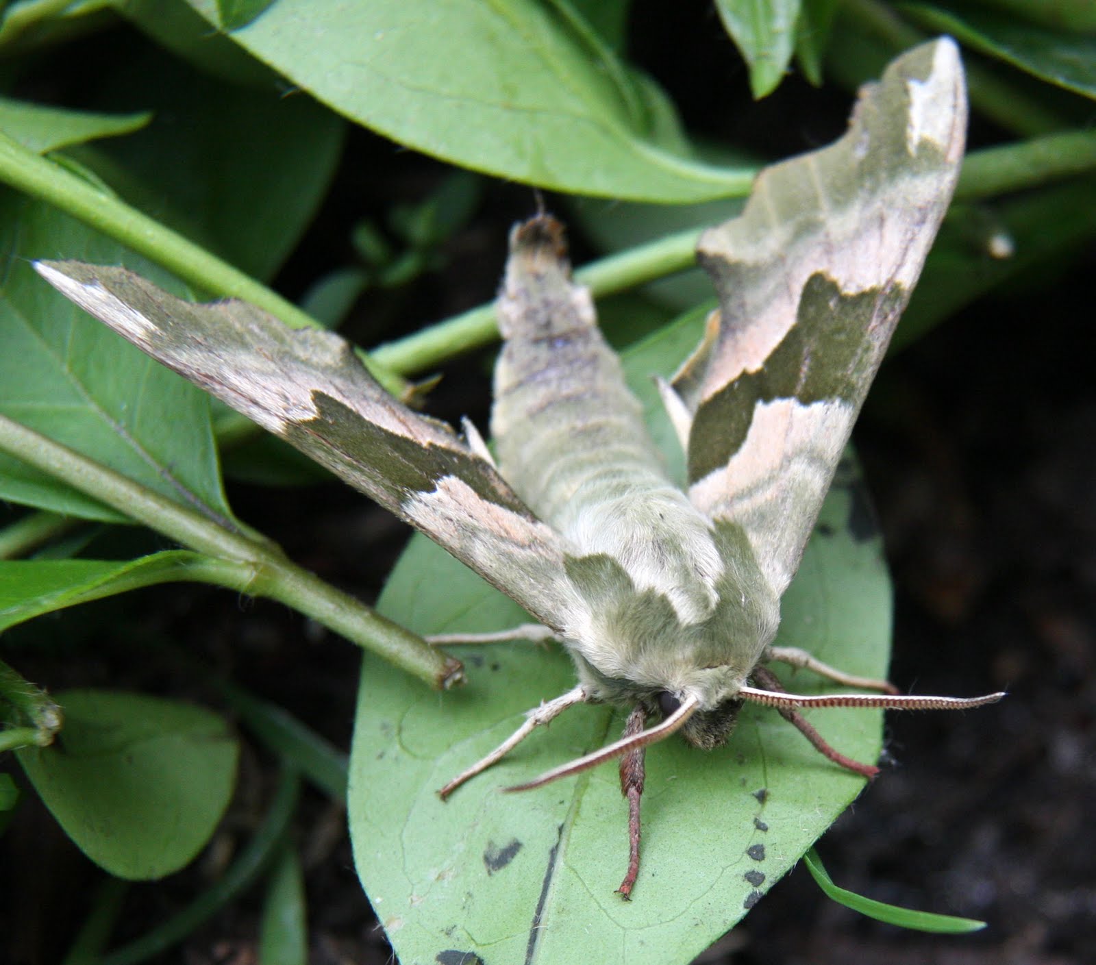 Birding with Flowers: Lime Hawk Moth