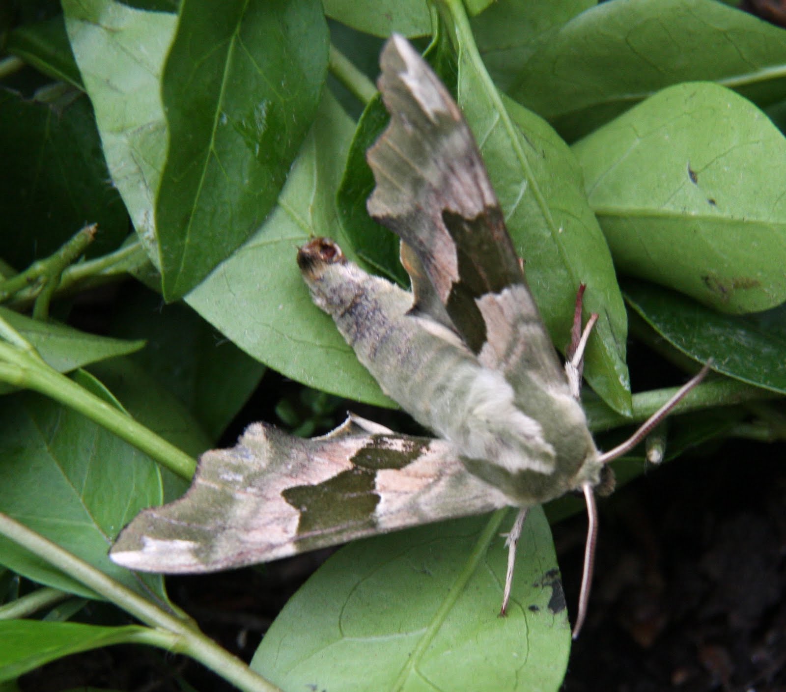 Birding with Flowers: Lime Hawk Moth