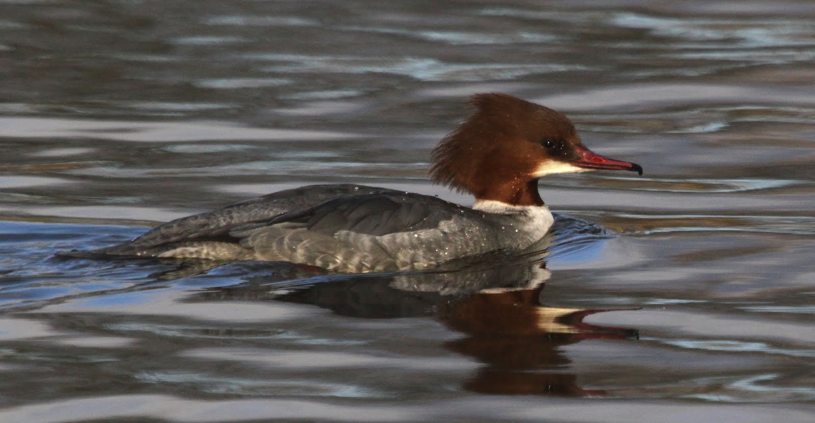 Birding with Flowers: January 2011