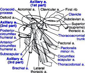 The thigh bone is connected to the...: Axillary artery