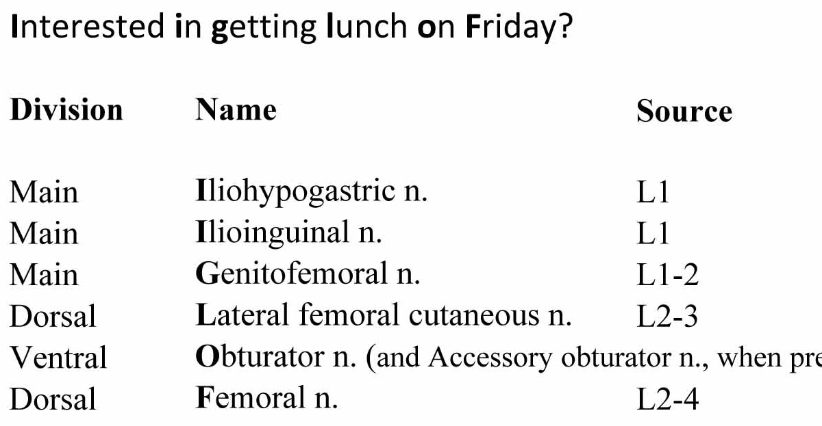 The Thigh Bone Is Connected To The Mnemonic For The Lumbar Plexus