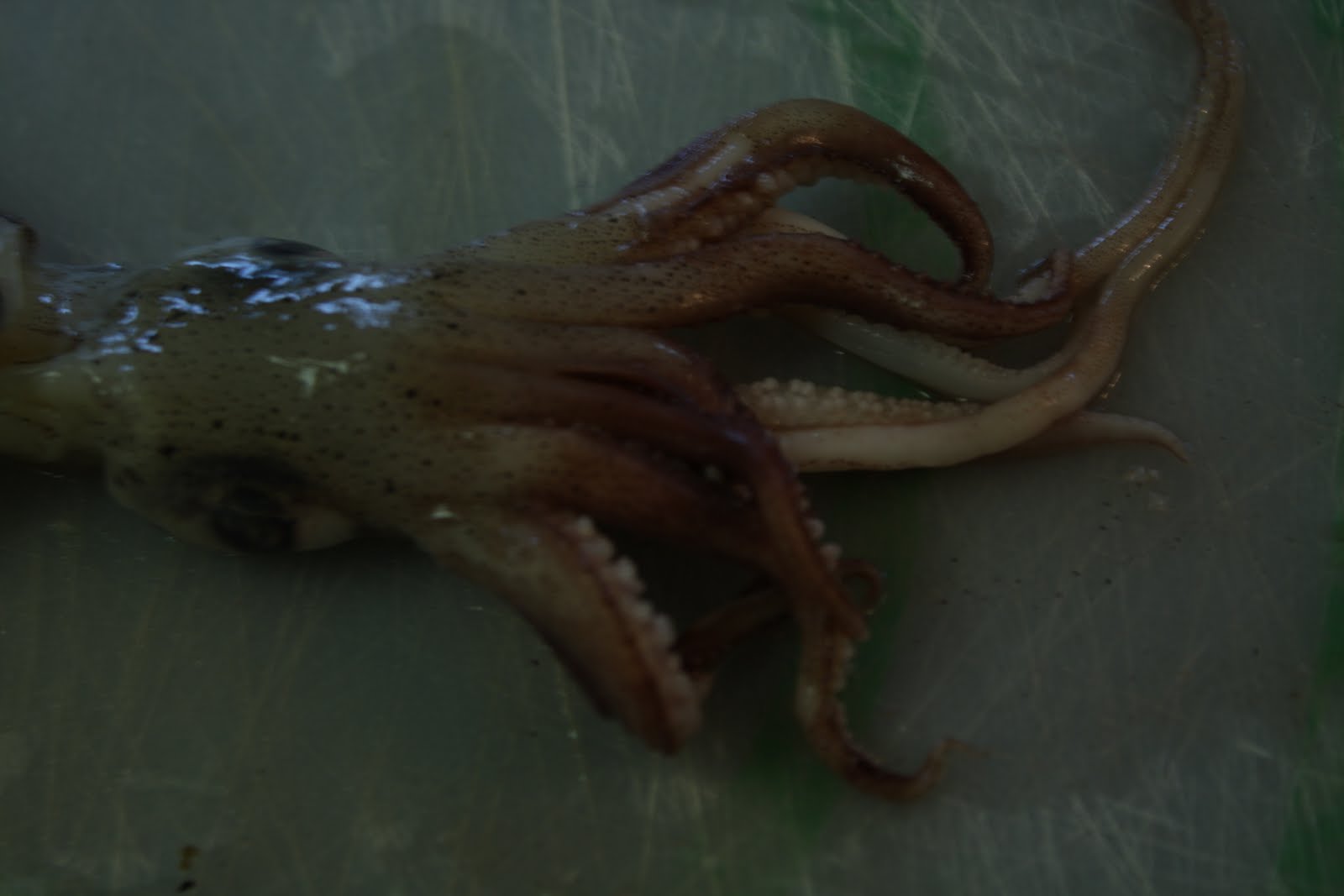 When I look to the stars...: Squid for Dinner