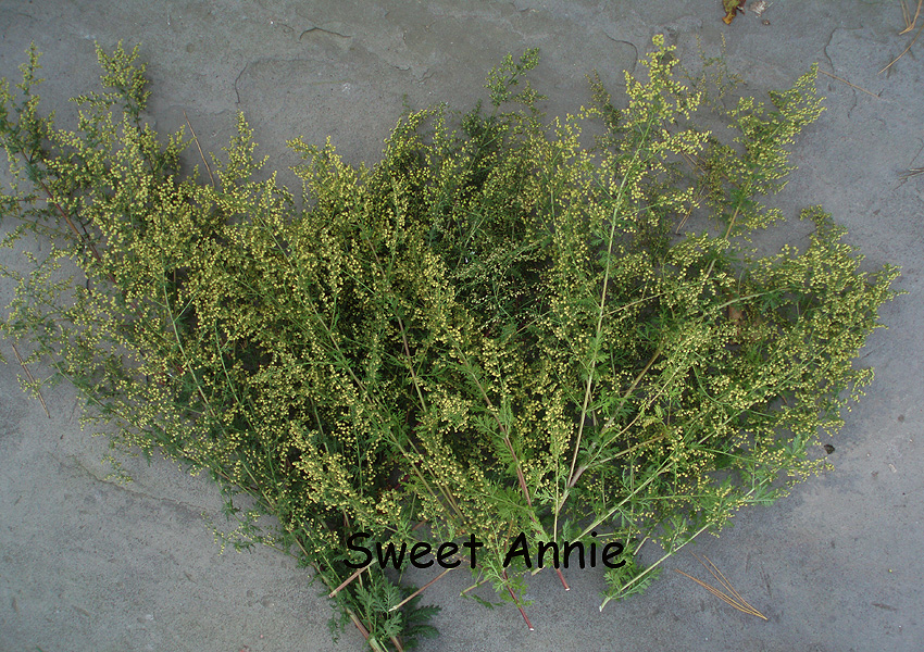 SweetMeadowsFarmHappenings: Sweet Annie!!!!