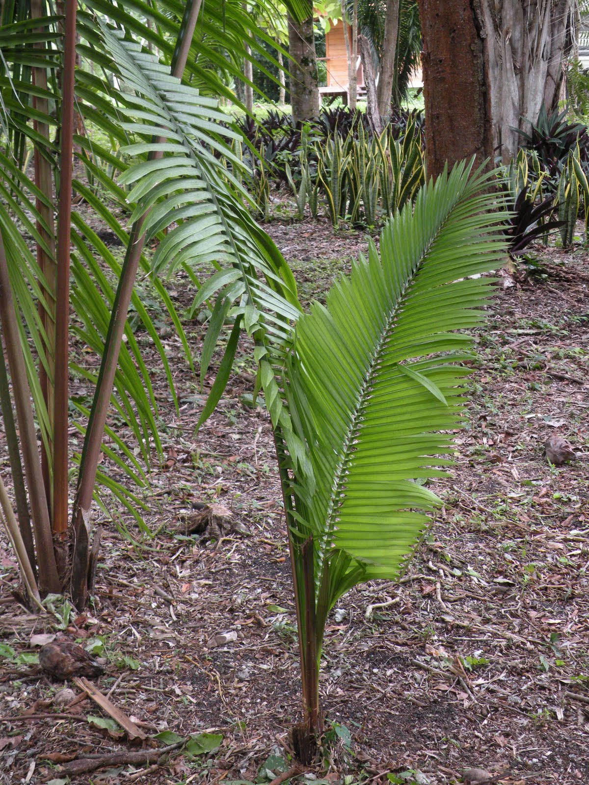 Dreamer Farm Belize: Cohune - The survival tree