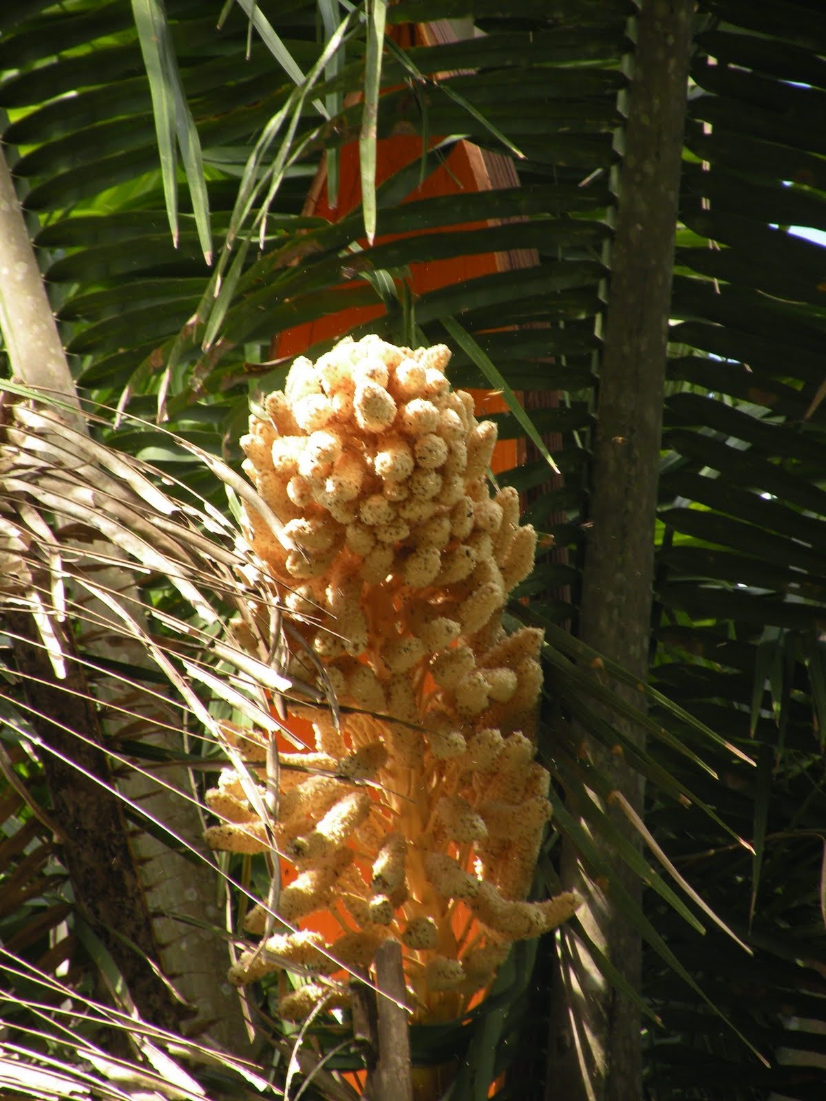 Dreamer Farm Belize: Cohune - The survival tree
