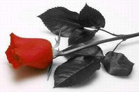 Rosa "La vida es una flor cuya miel es el amor": ROSAS Y ESPINAS